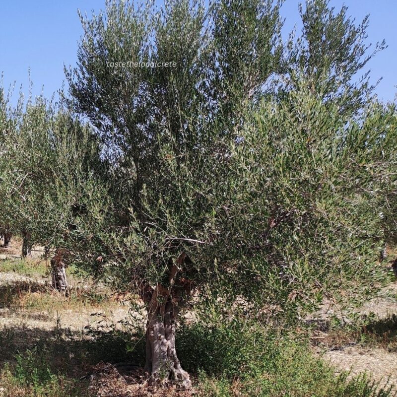 3-Year-Round Cretan Experiences: Beyond the Tourist Trail